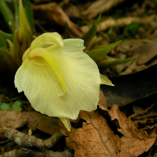 Japanese Ginger (Zingiber Mioga) Plant Care & How to Grow, Water