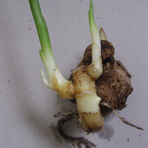 Ginger (Zingiber Officinale) Plant Care & How to Grow, Water