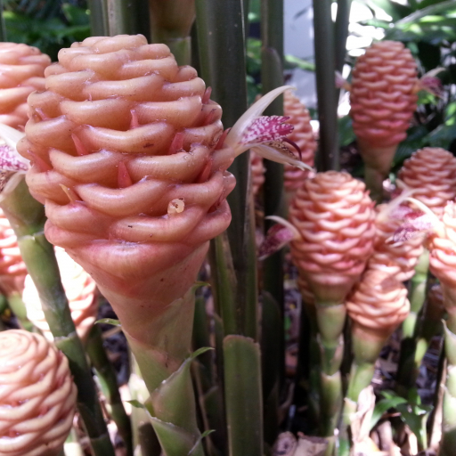 Beehive Ginger (Zingiber Spectabile) Plant Care & How to Grow, Water