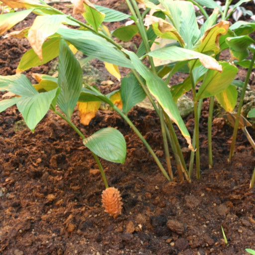 Shampoo Ginger (Zingiber Zerumbet) Plant Care & How to Grow, Water