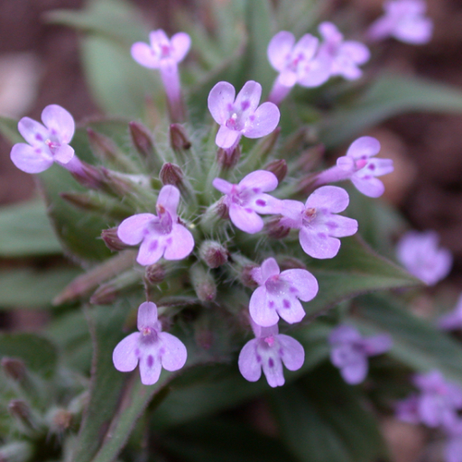 Ziziphora Capitata Plant Care & How to Grow, Water