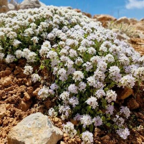 Ziziphora Clinopodioides Plant Care & How to Grow, Water