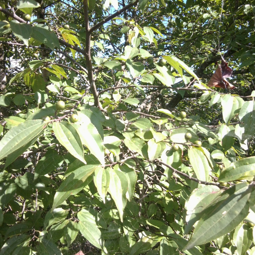 Ziziphus Incurva Plant Care & How to Grow, Water