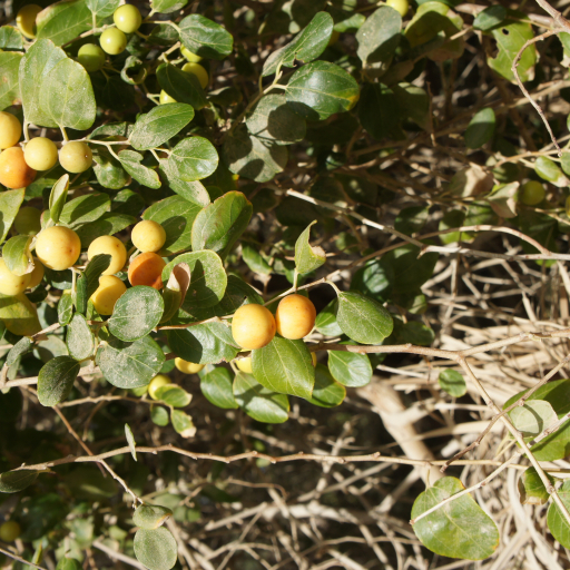 Wild Jujube (Ziziphus Lotus) Plant Care & How to Grow, Water