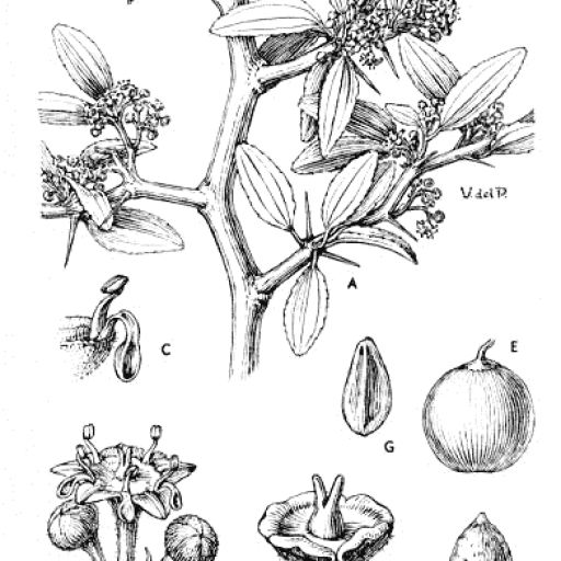 Mistol (Ziziphus Mistol) Plant Care & How to Grow, Water