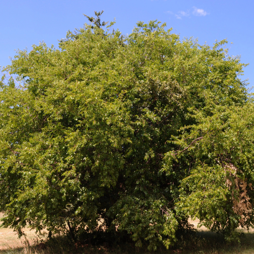 Buffalo-Thorn Plant Care & How to Grow, Water