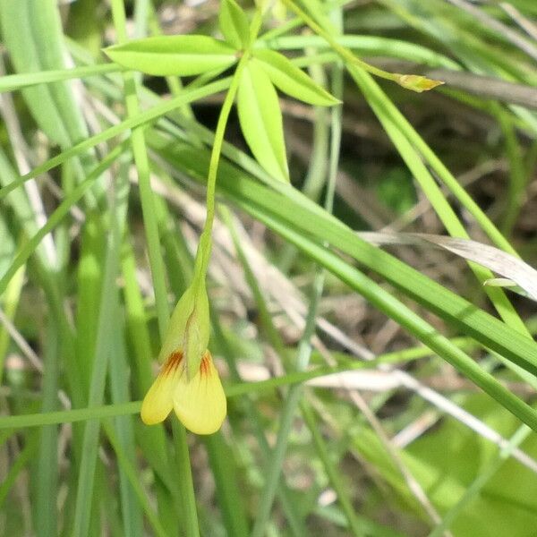 Zornia Capensis Plant Care & How to Grow, Water