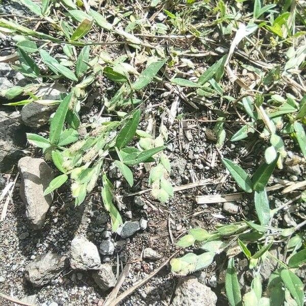 Grasslike Zornia (Zornia Gibbosa) Plant Care & How to Grow, Water