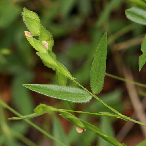 Barb Caterpillarbean (Zornia Glochidiata) Plant Care & How to Grow, Water