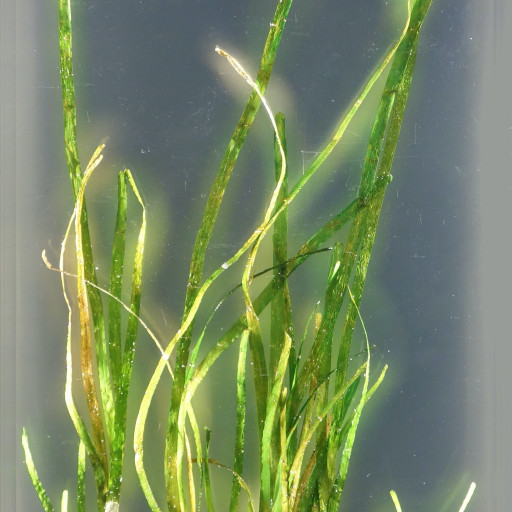 Eelgrass (Zostera Marina) Plant Care & How to Grow, Water