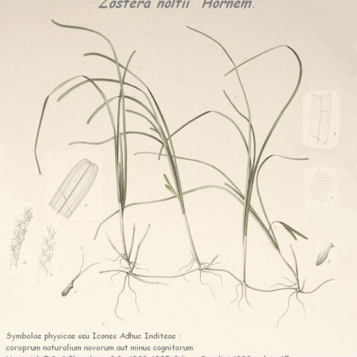 Dwarf Eelgrass (Zostera Noltii) Plant Care & How to Grow, Water