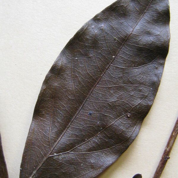 Zygia Cataractae Care Guide: Water, Soil & Propagation - Plantiary
