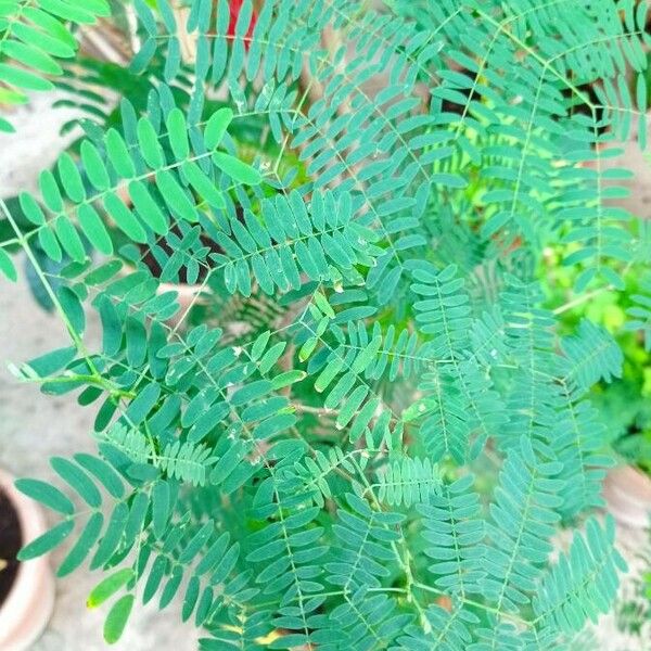 Zygia Latifolia Care Guide: Water, Soil & Propagation - Plantiary
