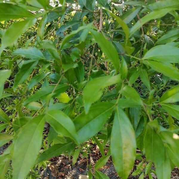 Pichinde (Zygia Longifolia) Plant Care & How to Grow, Water