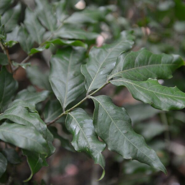 Zygia Palmana Plant Care & How to Grow, Water