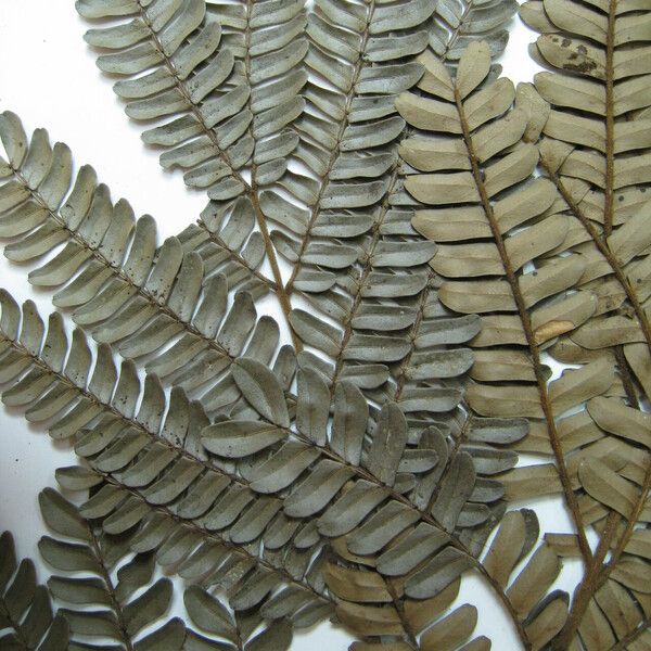 Marblewood (Zygia Racemosa) Care Guide: Water, Soil & Propagation ...