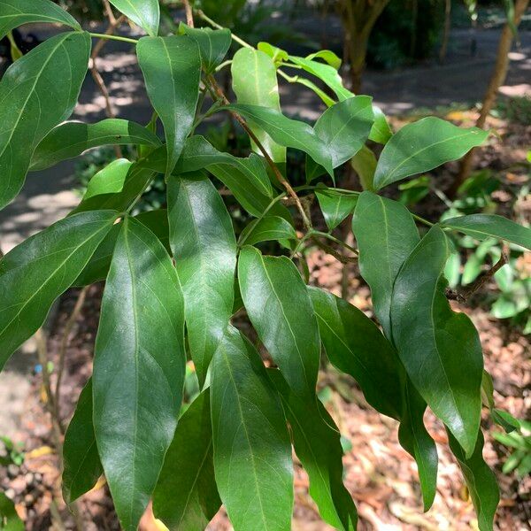 Zygia Selloi Care Guide: Water, Soil & Propagation - Plantiary
