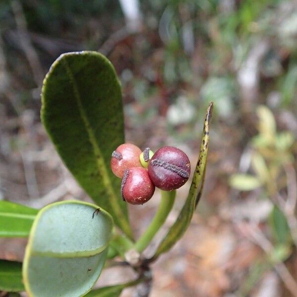 Zygogynum Cristatum Care Guide: Water, Soil & Propagation - Plantiary