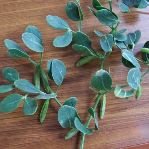 Syrian Bean Caper (Zygophyllum Fabago) Plant Care & How to Grow, Water