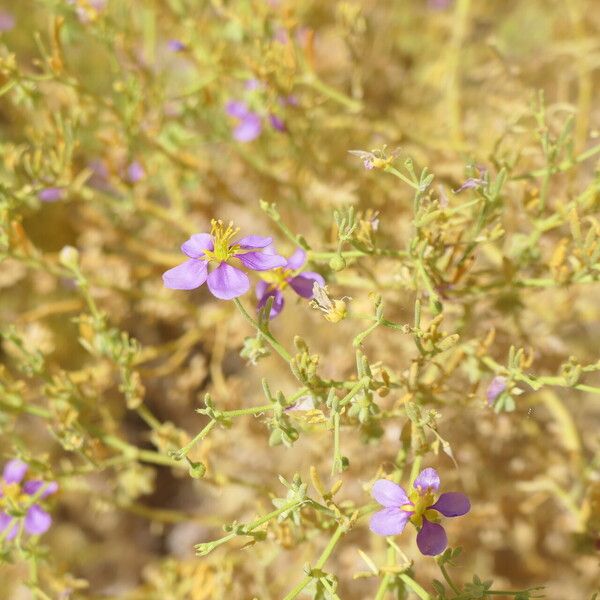 Zygophyllum Scabrum Plant Care & How to Grow, Water