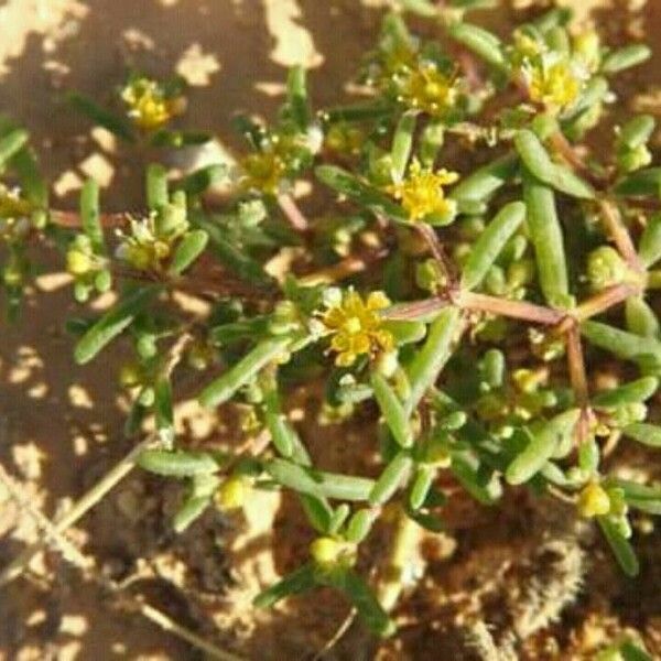 Simple-leaved Bean Caper (Zygophyllum Simplex) Plant Care & How to Grow ...